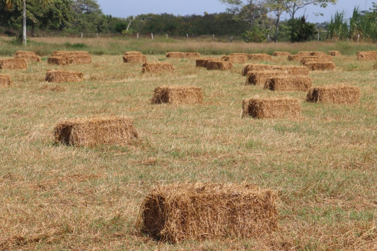 FCA produce pacas de pastos para enfrentar temporada seca en Panamá ...